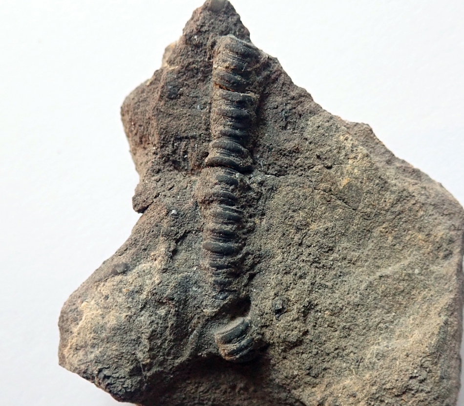 lilijice - blíže neidentifikované kolumnálie - výška plurikolumnálie na ...